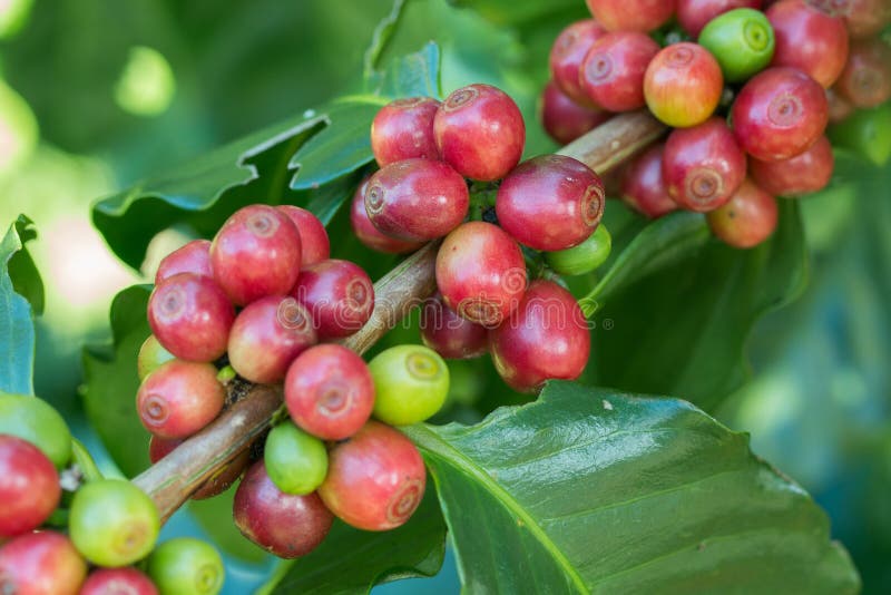Arabica Coffee Berry Ripening on a Tree Stock Image - Image of ...