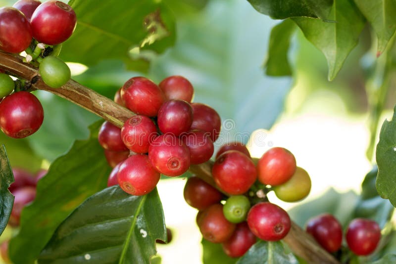 Arabica Coffee Berry Ripening on a Tree Stock Photo - Image of berry ...