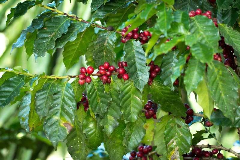 Arabica Coffee Berry Ripening on a Tree Stock Image - Image of ...