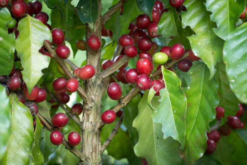 Arabica Coffee Berry Ripening on a Tree Stock Photo - Image of fruit ...