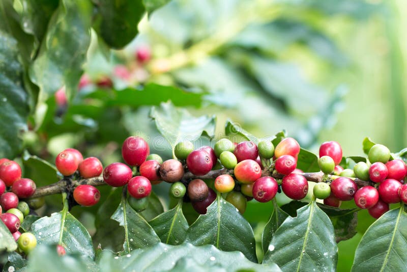 Arabica Coffee Berry Ripening on a Tree Stock Image - Image of bean ...