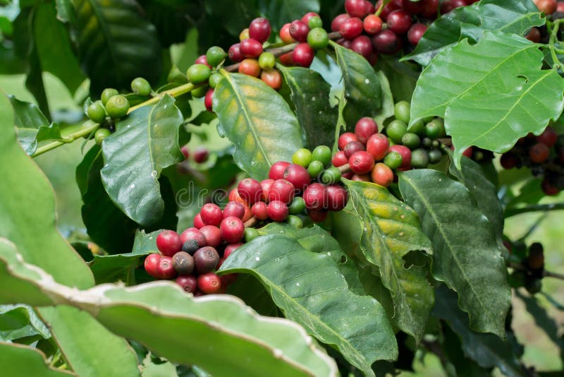 Arabica Coffee Berry Ripening on a Tree Stock Image - Image of berry ...