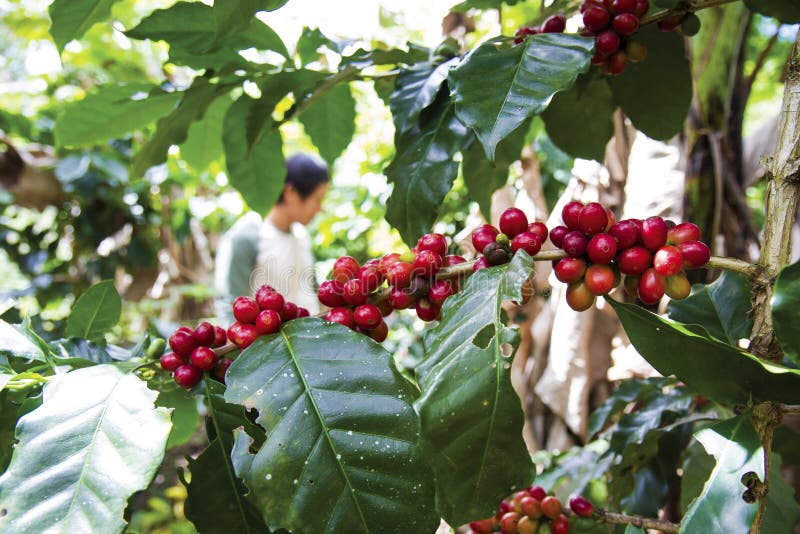 Arabica coffee cherries stock photo. Image of nature - 73167318