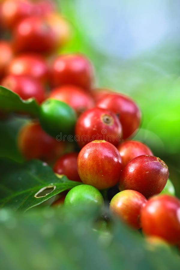 Arabica Coffee on Cherry Status Stock Image - Image of arabica, plant ...
