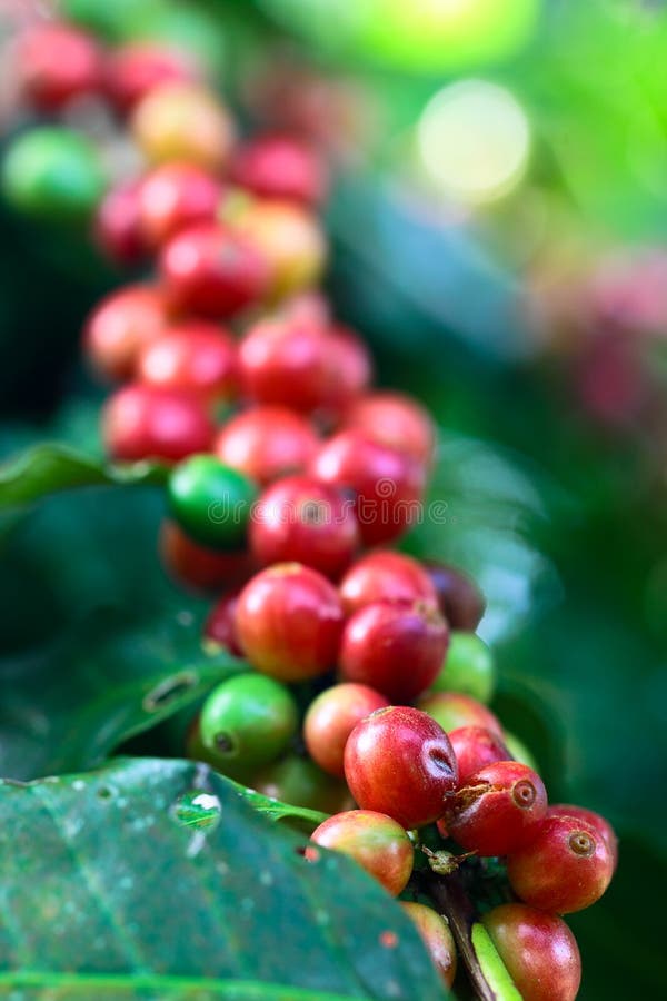 Arabica Coffee on Cherry Status Stock Photo - Image of green, fruit ...