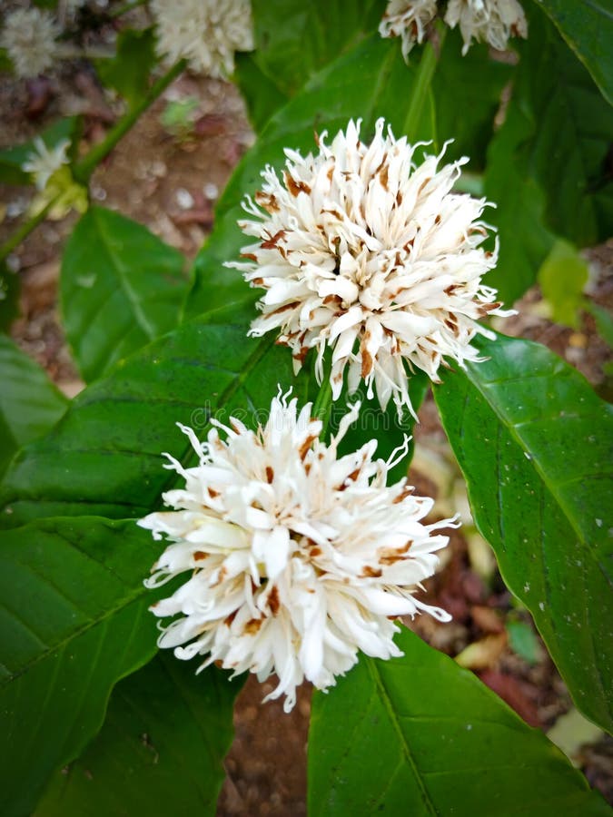 Arabica Coffee Flower, Arabica Coffee Seeds Stock Image - Image of ...