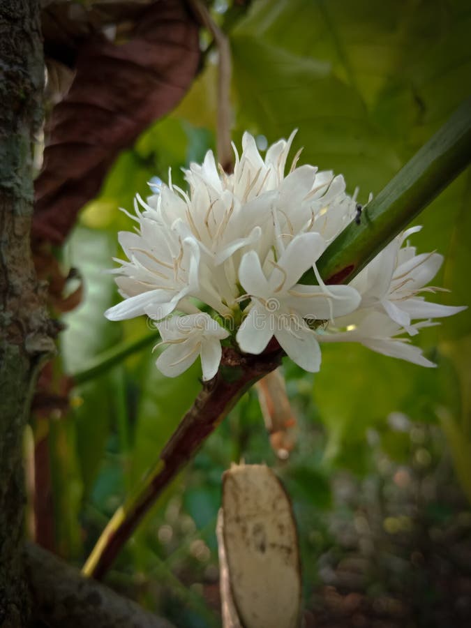 Arabica Coffee Flower, Arabica Coffee Seeds Stock Photo - Image of food ...