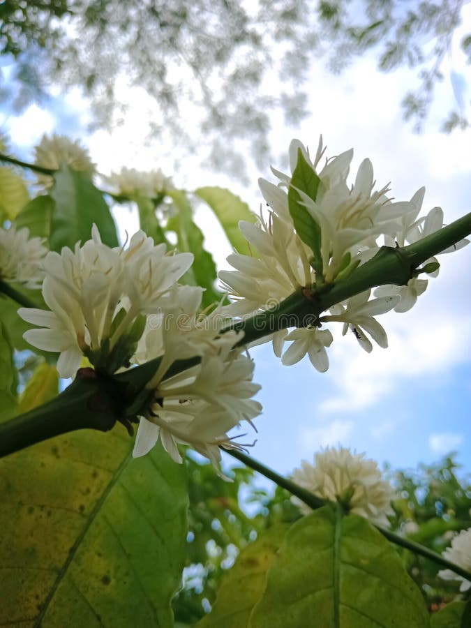 Arabica Coffee Flower, Arabica Coffee Seeds Stock Image - Image of ...