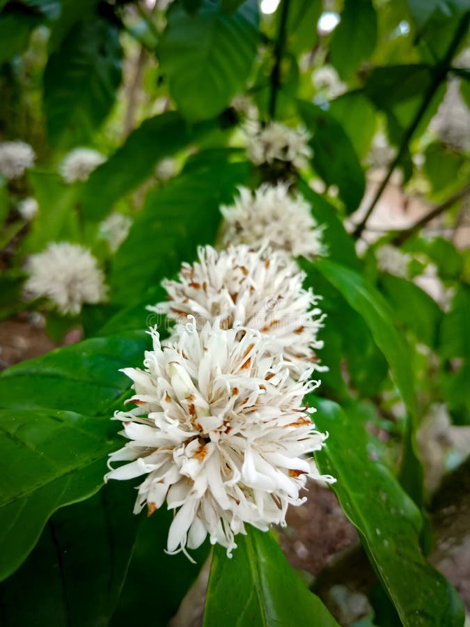 Arabica Coffee Flower, Arabica Coffee Seeds Stock Photo - Image of ...