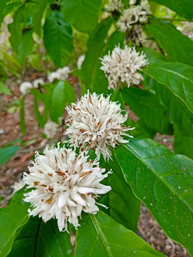 Arabica Coffee Flower, Arabica Coffee Seeds Stock Image - Image of ...