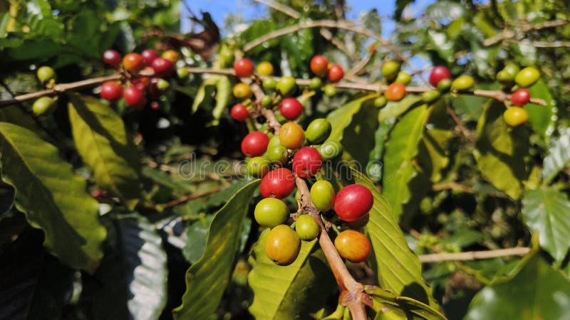 Arabica coffee fruit stock image. Image of coffee, arabica - 320734239