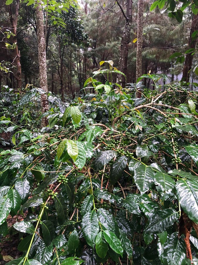 Arabica Coffee Plant in Java, Indonesia Stock Photo - Image of plant ...