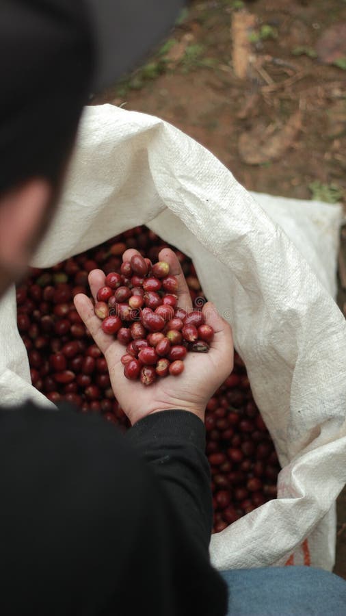 Arabica Coffee red cherry stock photo. Image of coffee - 180848312
