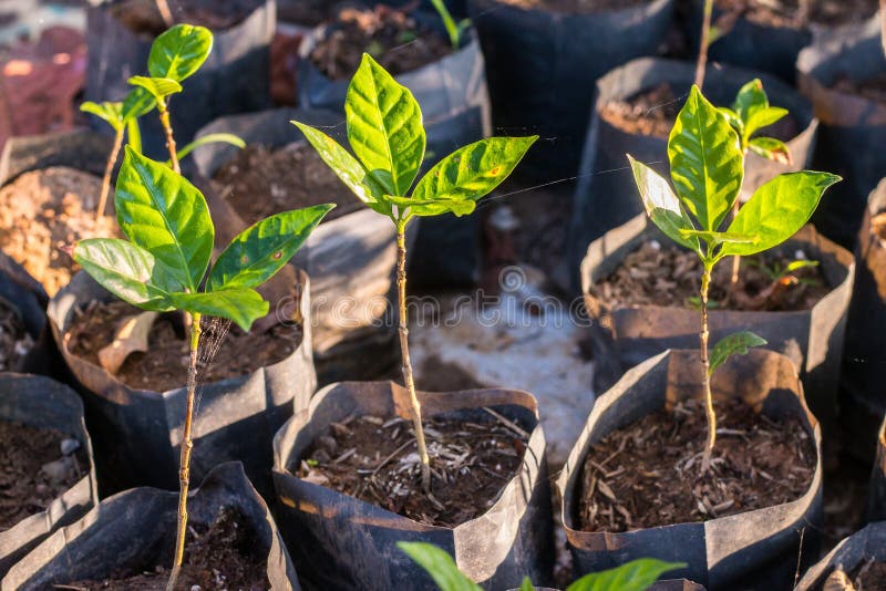 Arabica coffee seedlings stock image. Image of seeding - 91485501