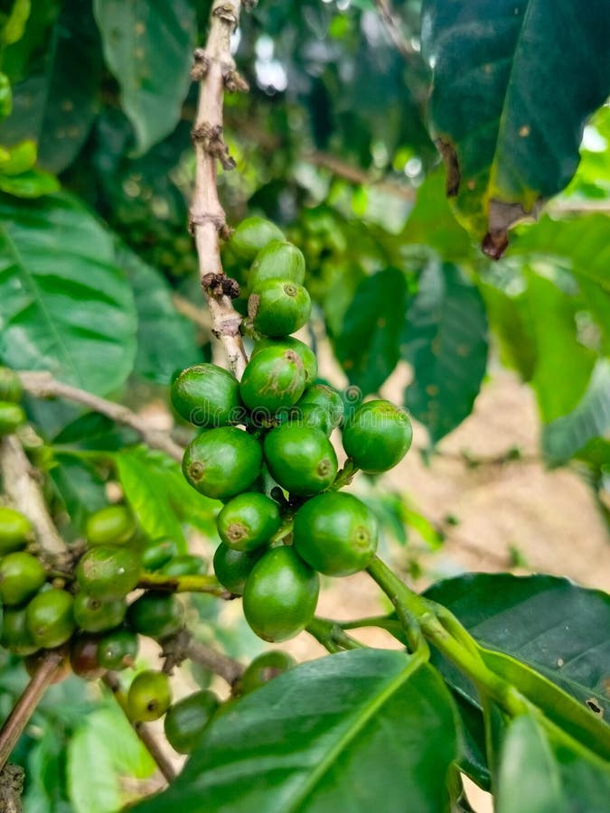An Arabica Coffee Tree and Green Coffee Berries Stock Photo - Image of ...