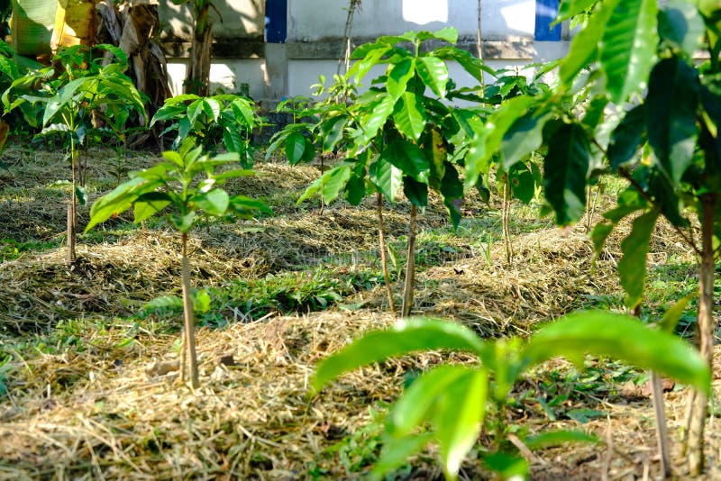 Arabica Coffee Tree Plantation in Farm Stock Image - Image of nature ...