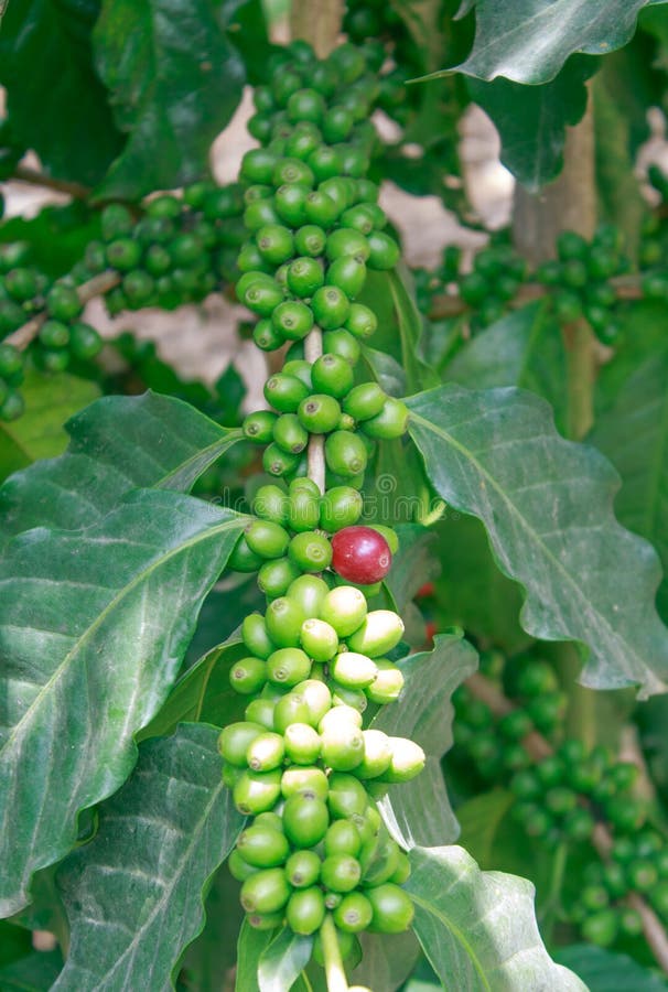 Arabica coffee trees stock photo. Image of green, crop - 56312752
