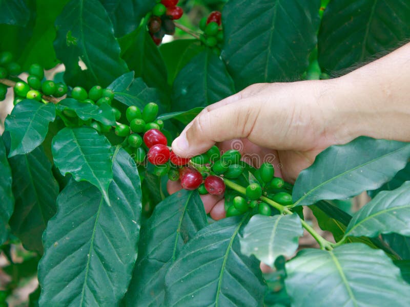 Arabica coffee trees stock photo. Image of leaves, harvest - 56313012