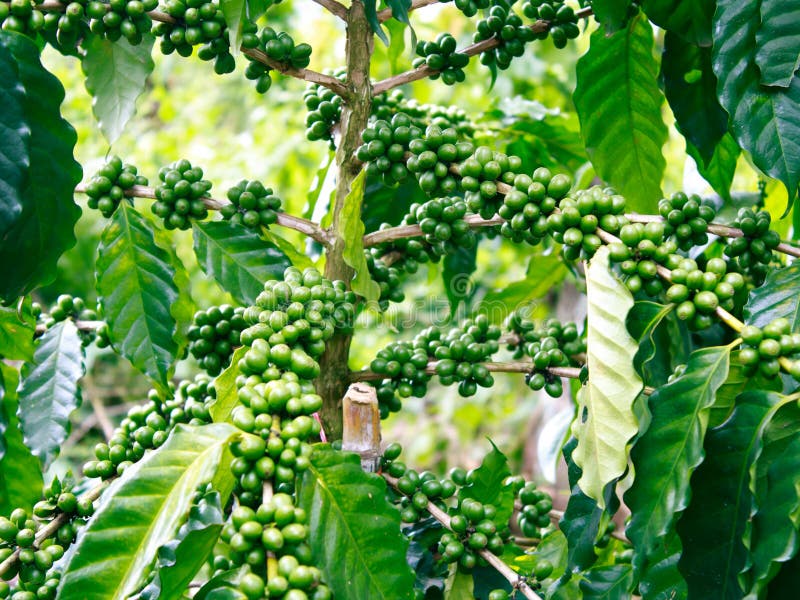 Arabica coffee trees stock photo. Image of green, crop - 56312752