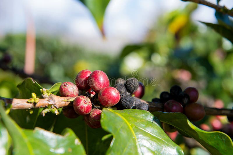 Arabica and Robusta Tree in Coffee Plantation Stock Photo - Image of ...