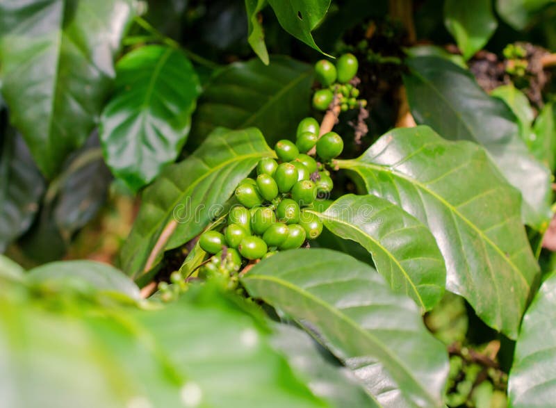 Arabica, Robusta Tree in Coffee Plantation in Laos Stock Image - Image ...