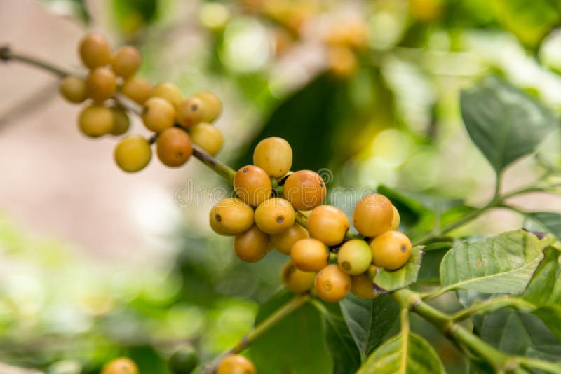 Arabica Yellow Coffee Beans in Detail Stock Photo - Image of detail ...