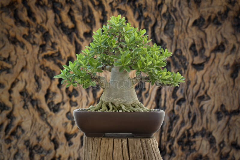 105 Arabicum Tree Stock Photos - Free & Royalty-Free Stock Photos from ...