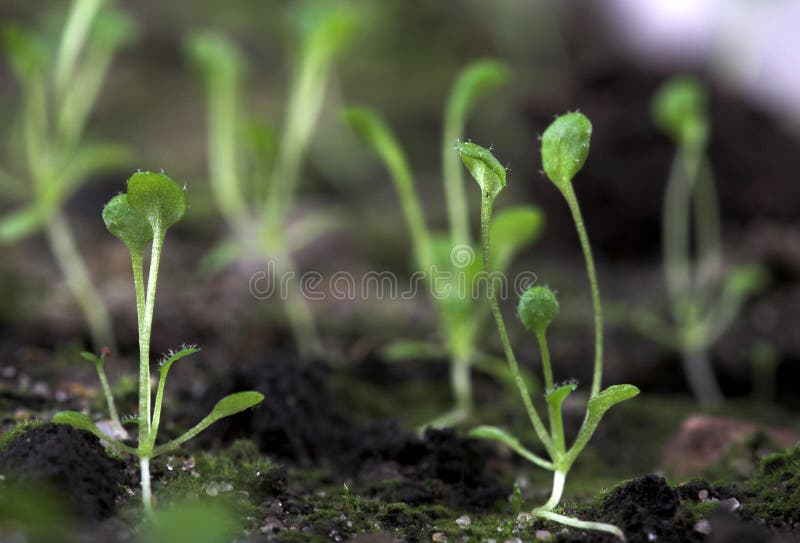 Arabidopsis stock photo. Image of agriculture, genetics - 1918764