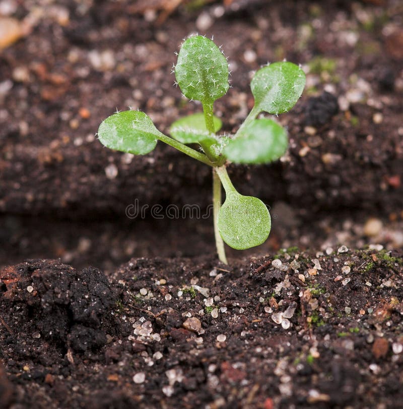 158 Dirt Research Science Grass Stock Photos - Free & Royalty-Free ...