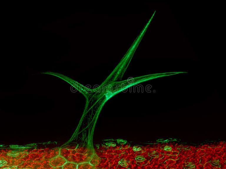 Arabidopsis trichome stock photo. Image of leaves, confocal - 27929420