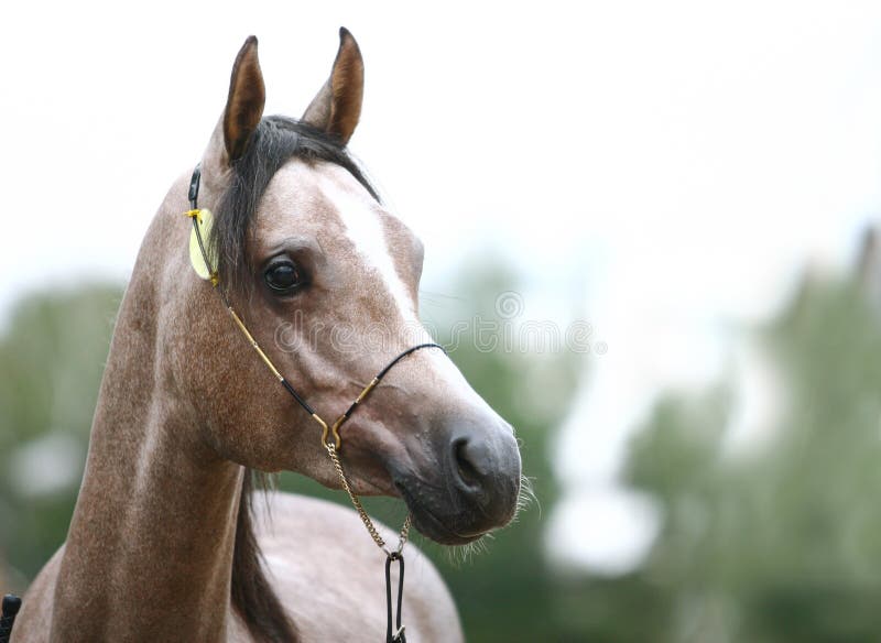 Arabier bij paard toont stock afbeelding. Image of horsey - 10659883