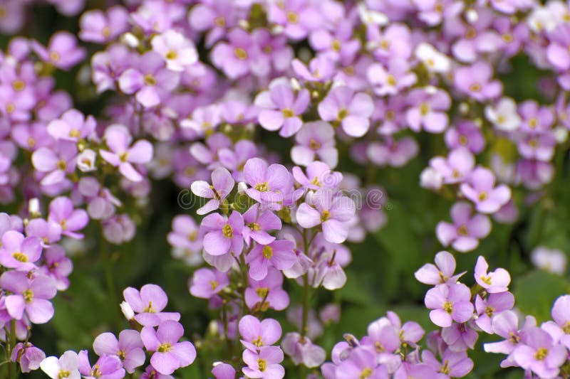 Arabis - an Early Spring Flower, Primrose Stock Image - Image of branch ...