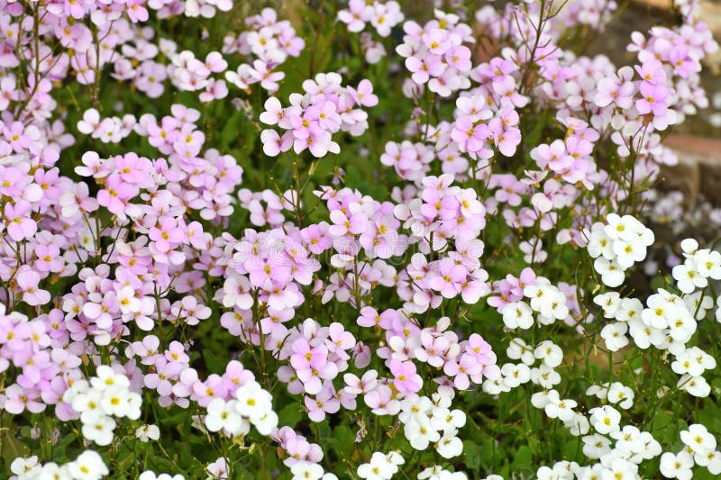 Arabis - an Early Spring Flower, Primrose Stock Photo - Image of april ...