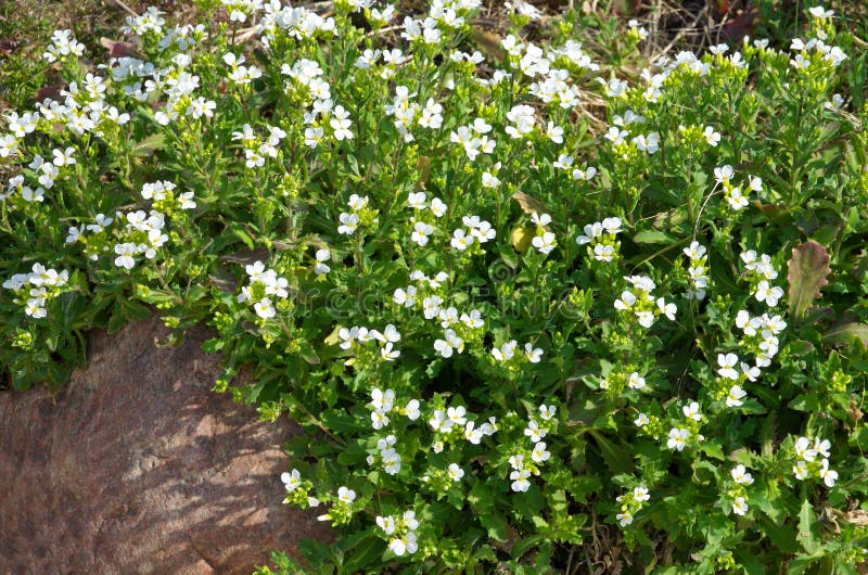 Arabis Flowers in the Flower Bed Stock Photo - Image of april, leaves ...