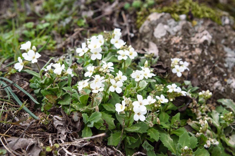 Arabis Recta Flowers in Spring Stock Image - Image of plant, nature ...