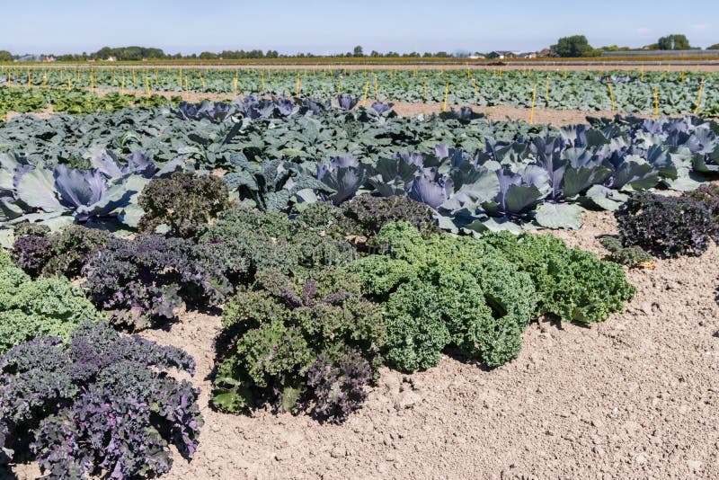 Cabbage Agricultural Field in North Holland in the Netherlands Stock ...