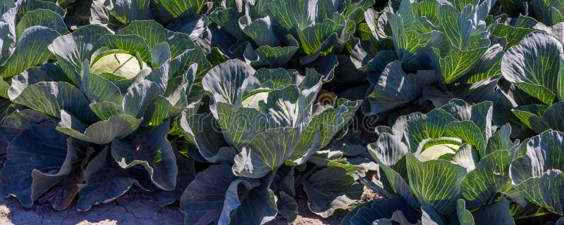 Cabbage Agricultural Field in North Holland in the Netherlands Stock ...
