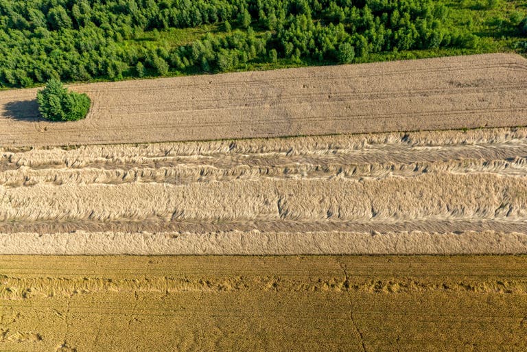 Arable Fields, Grain Destroyed during a Storm. Stock Photo - Image of ...