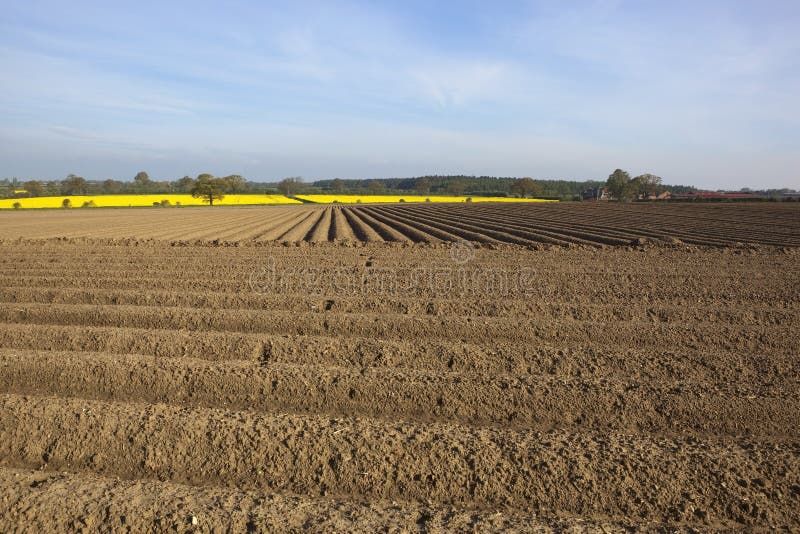 Arable Farming Landscape with Seedling Cereal Crops in Winter Stock ...