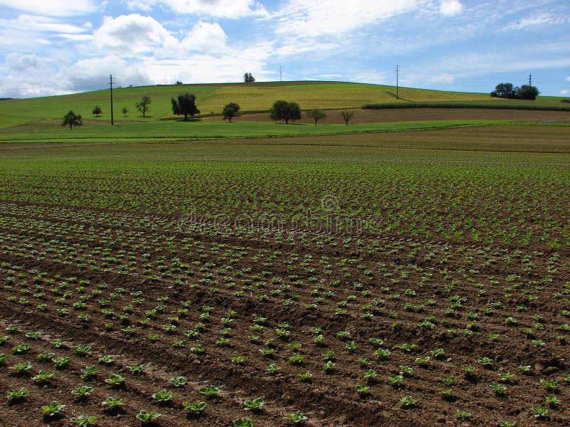Arable land stock photo. Image of vegetables, agriculture - 31514670