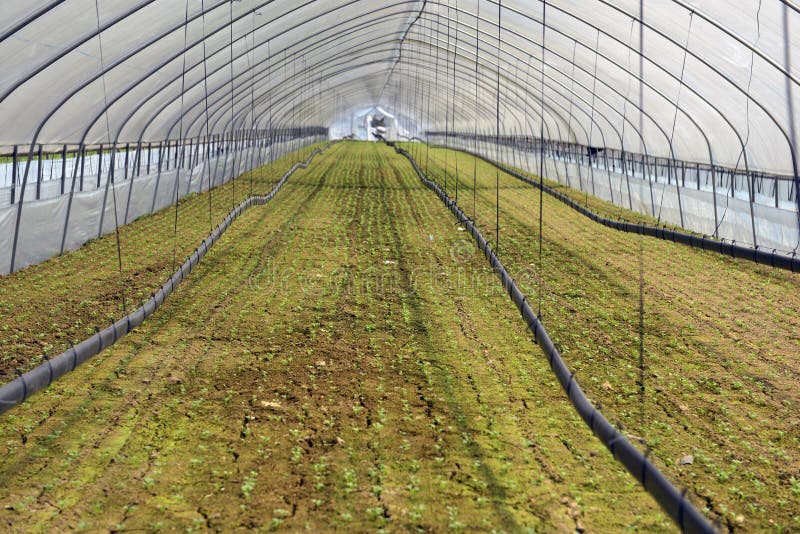 Arable land stock photo. Image of system, culture, crops - 40557408