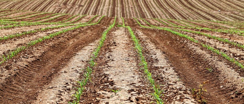 Arable land stock image. Image of cultures, beginning - 39963695