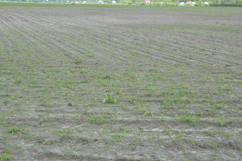 Arable Land in a Village on a Landing Field Done by a Tractor Stock ...