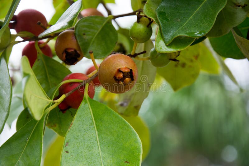 Araca Tree Stock Photos - Free & Royalty-Free Stock Photos from Dreamstime