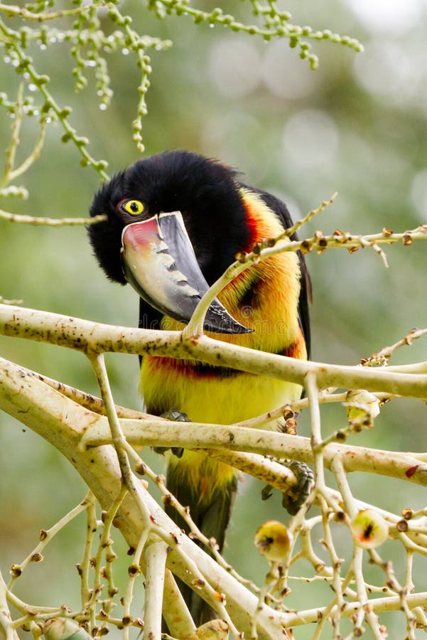 Aracari Toucan stock image. Image of bright, creature - 35978237