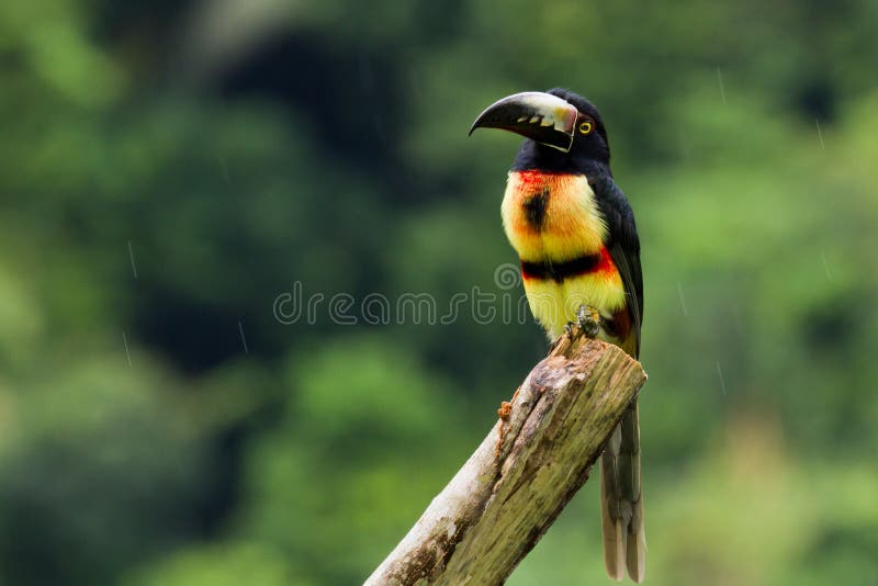 Aracari, Toucan stock photo. Image of creature, black - 35878476