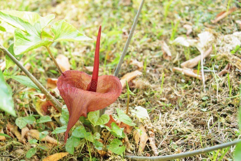 Araceae stock image. Image of aethiopica, flowering, love - 80241365