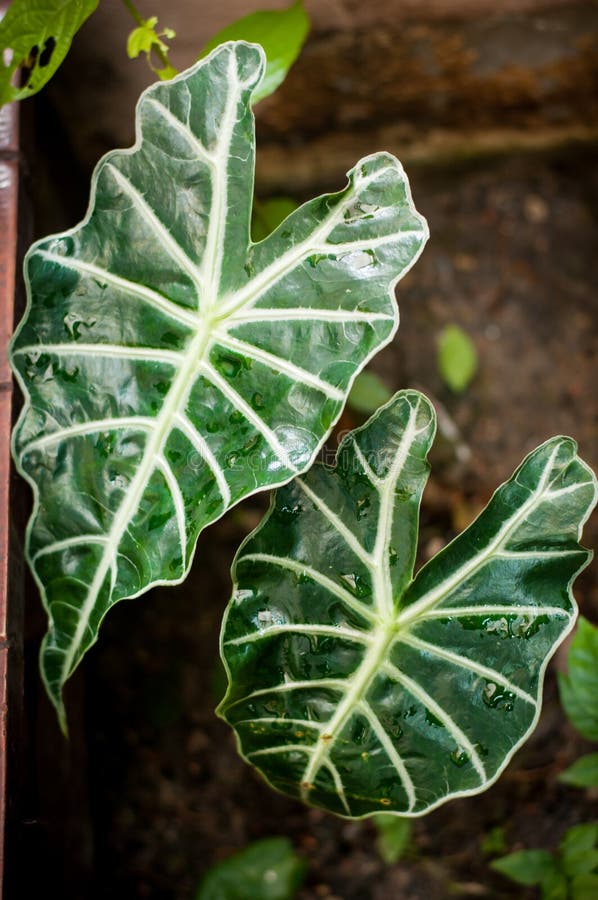 Araceae Leaf, Plant in Garden Stock Photo - Image of green, perennial ...