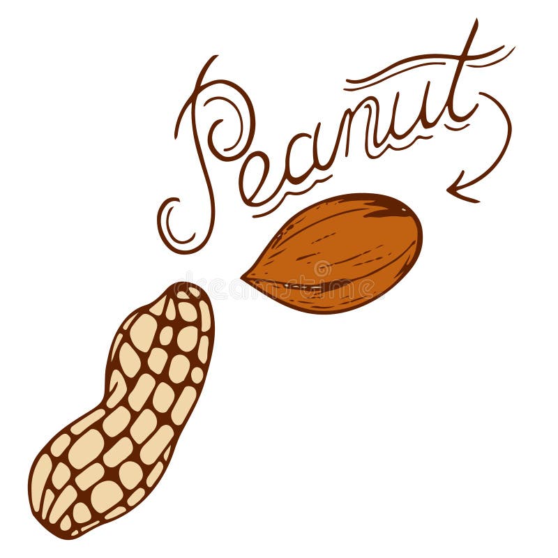 Arachide illustration de vecteur. Illustration du fond - 102853088