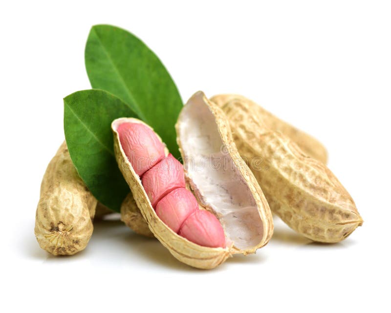 Arachide photo stock. Image of fermer, goober, nutty - 104235762